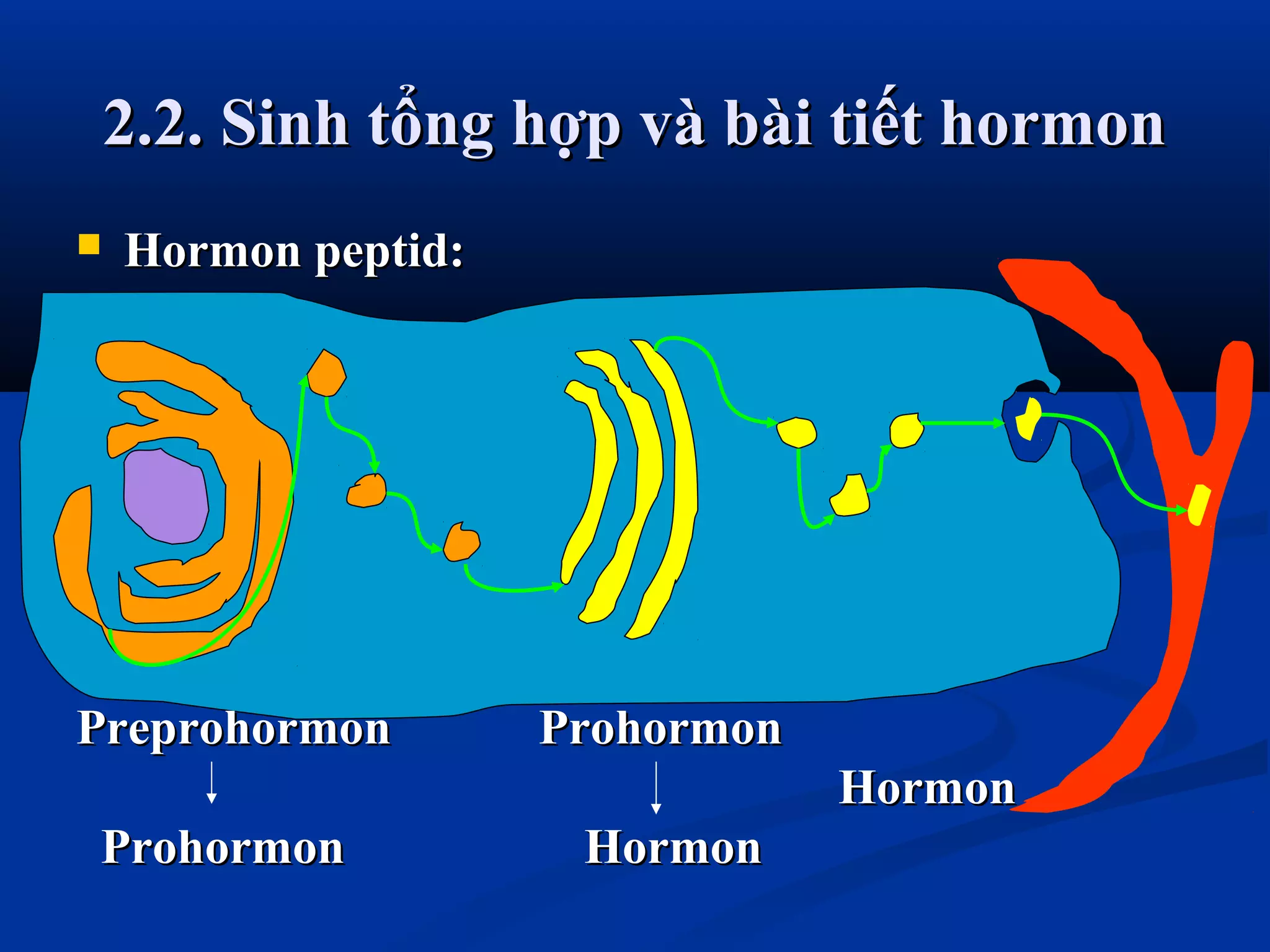Sinh ly he noi tiet | PPT