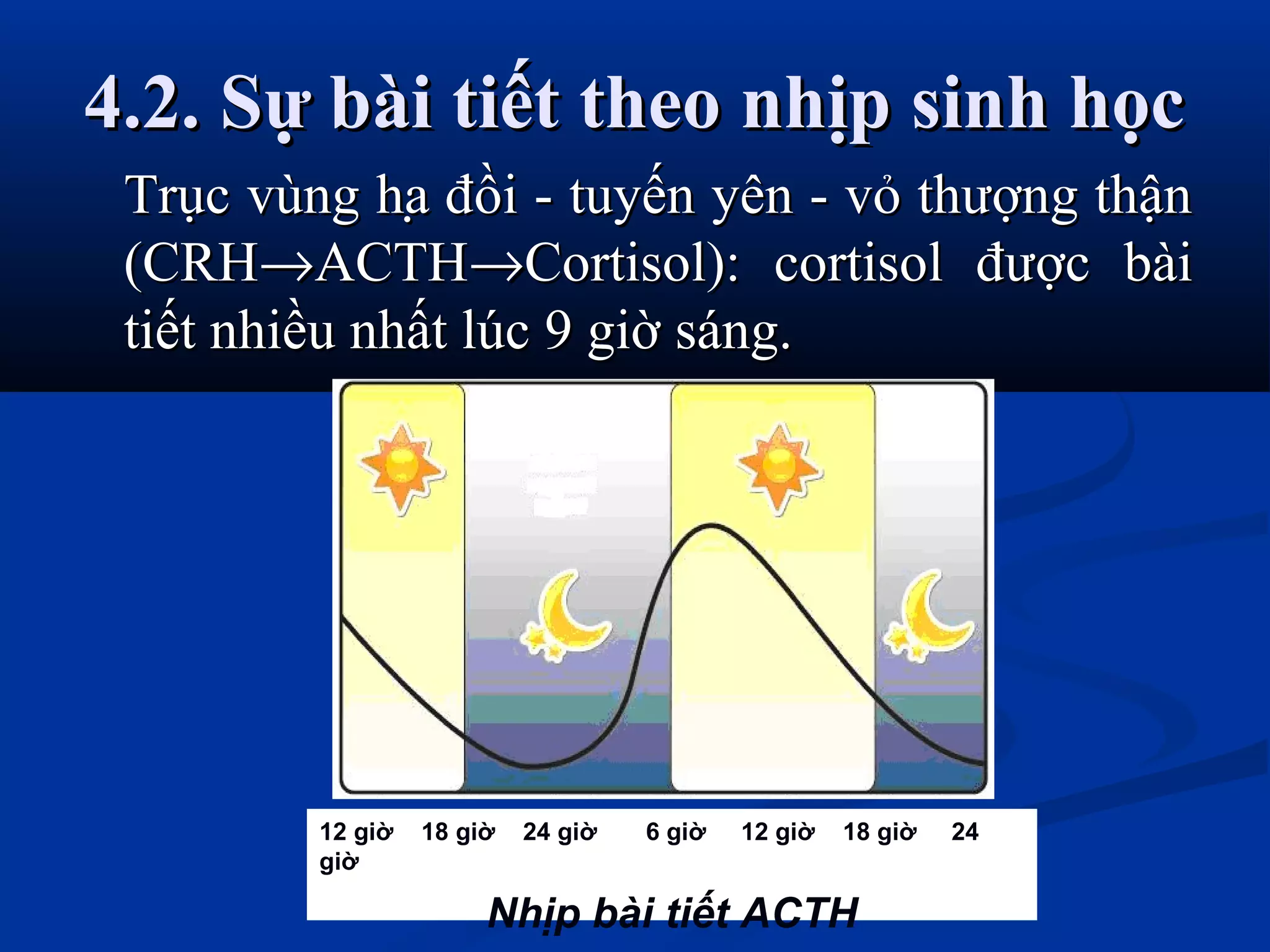 Sinh ly he noi tiet | PPT