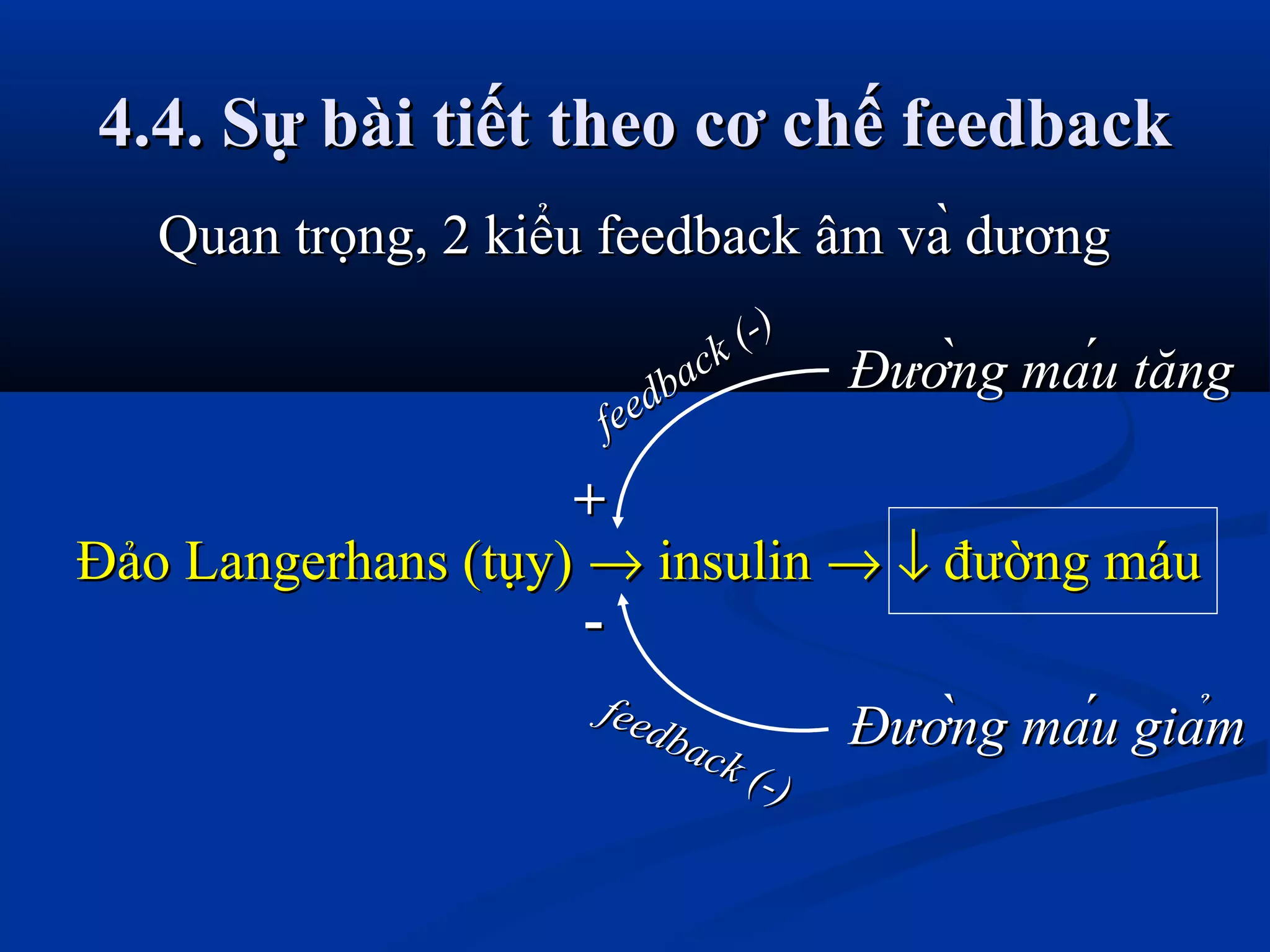 Sinh ly he noi tiet | PPT