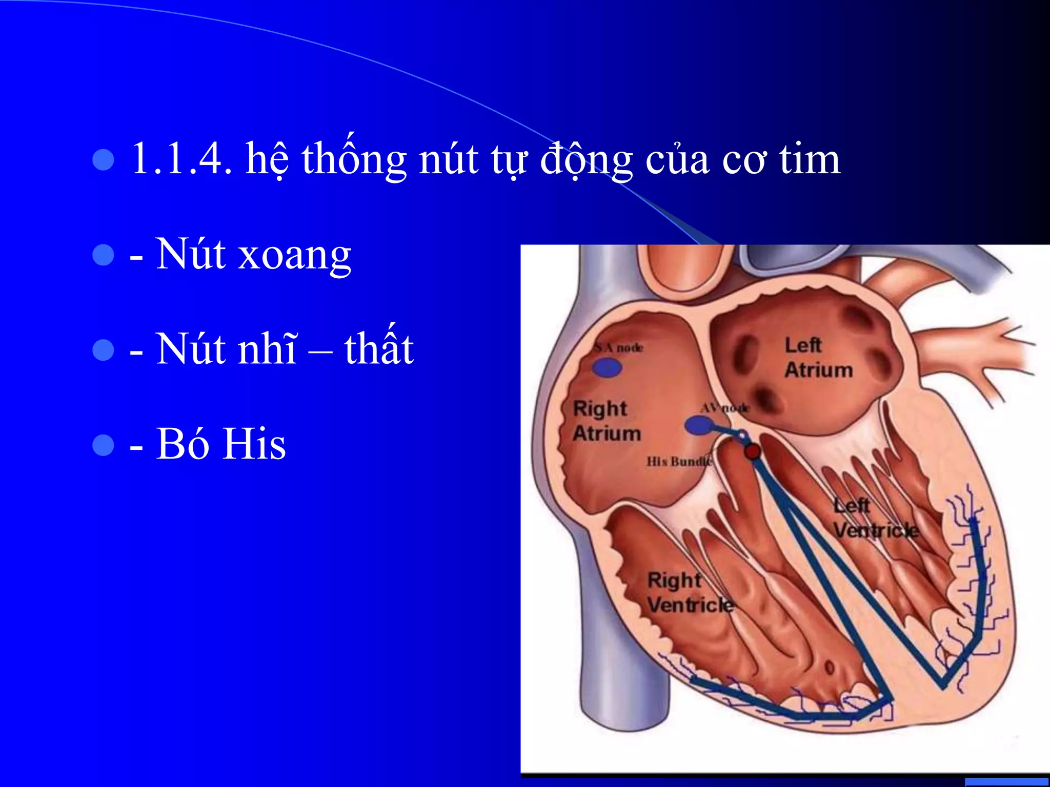 Sinh lý tim: Động mạch (Arteries) | PPT