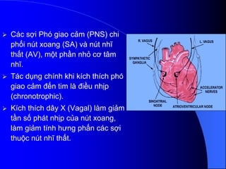 Sinh lý tim: Động mạch (Arteries) | PPT
