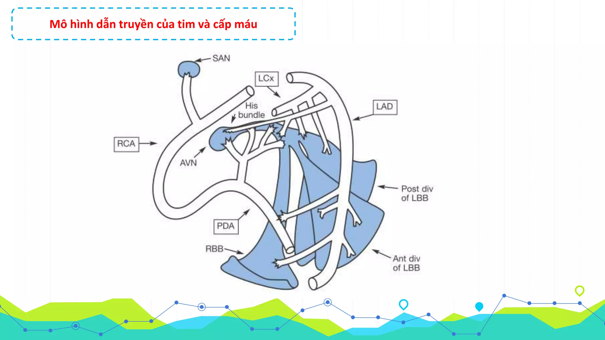 Sinh Lý Tim Mạch Slide - Điện Thế Nghỉ - Điện Thế Hoạt Động Tim | PPTX