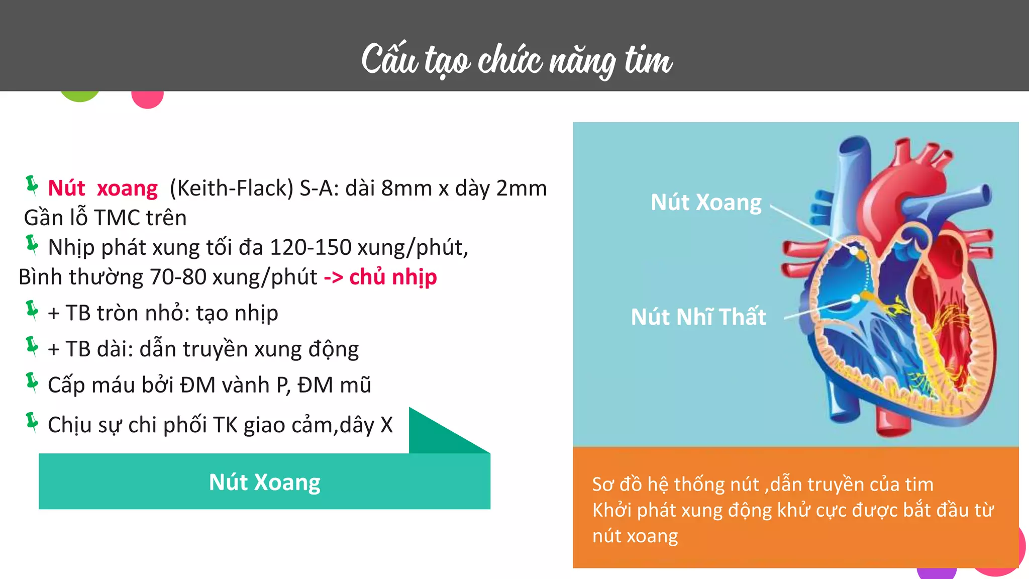 Sinh Lý Tim Mạch Slide - Điện Thế Nghỉ - Điện Thế Hoạt Động Tim | PPTX