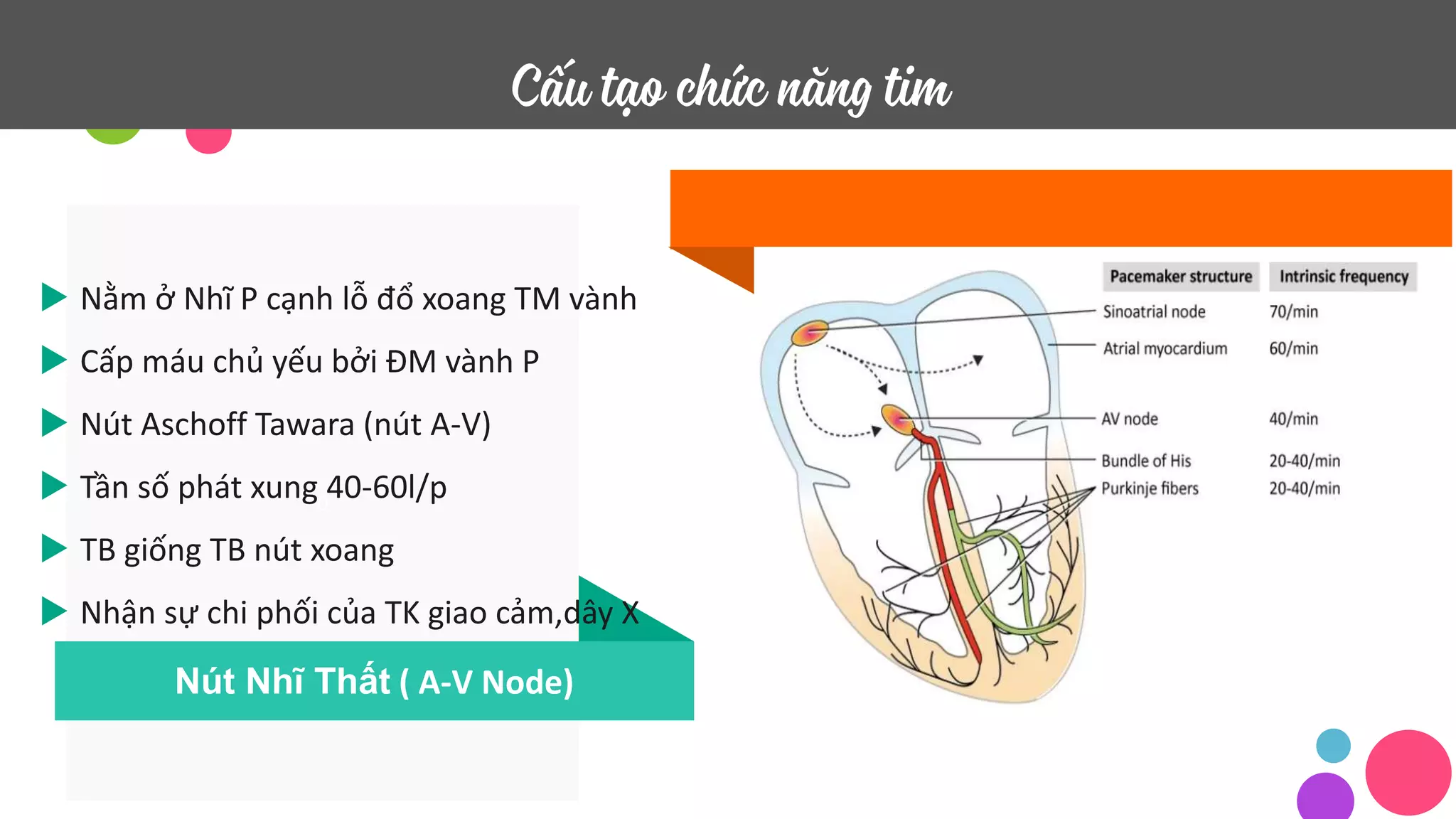 Sinh Lý Tim Mạch Slide - Điện Thế Nghỉ - Điện Thế Hoạt Động Tim | PPTX