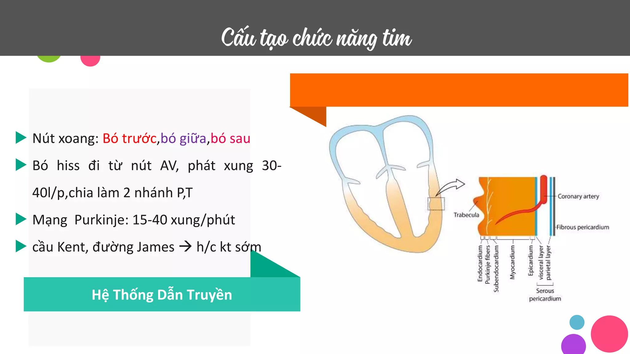 Sinh Lý Tim Mạch Slide - Điện Thế Nghỉ - Điện Thế Hoạt Động Tim | PPTX