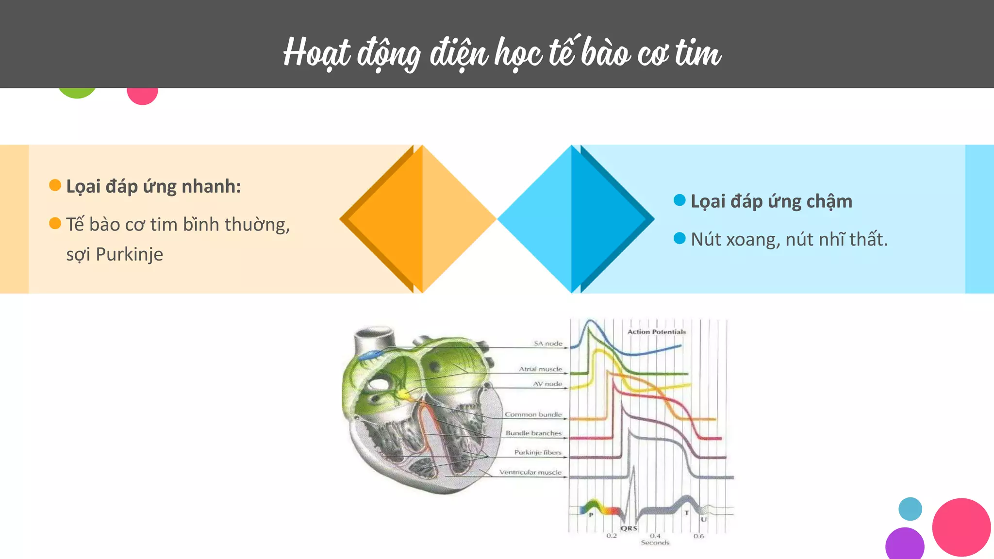 Sinh Lý Tim Mạch Slide - Điện Thế Nghỉ - Điện Thế Hoạt Động Tim | PPTX