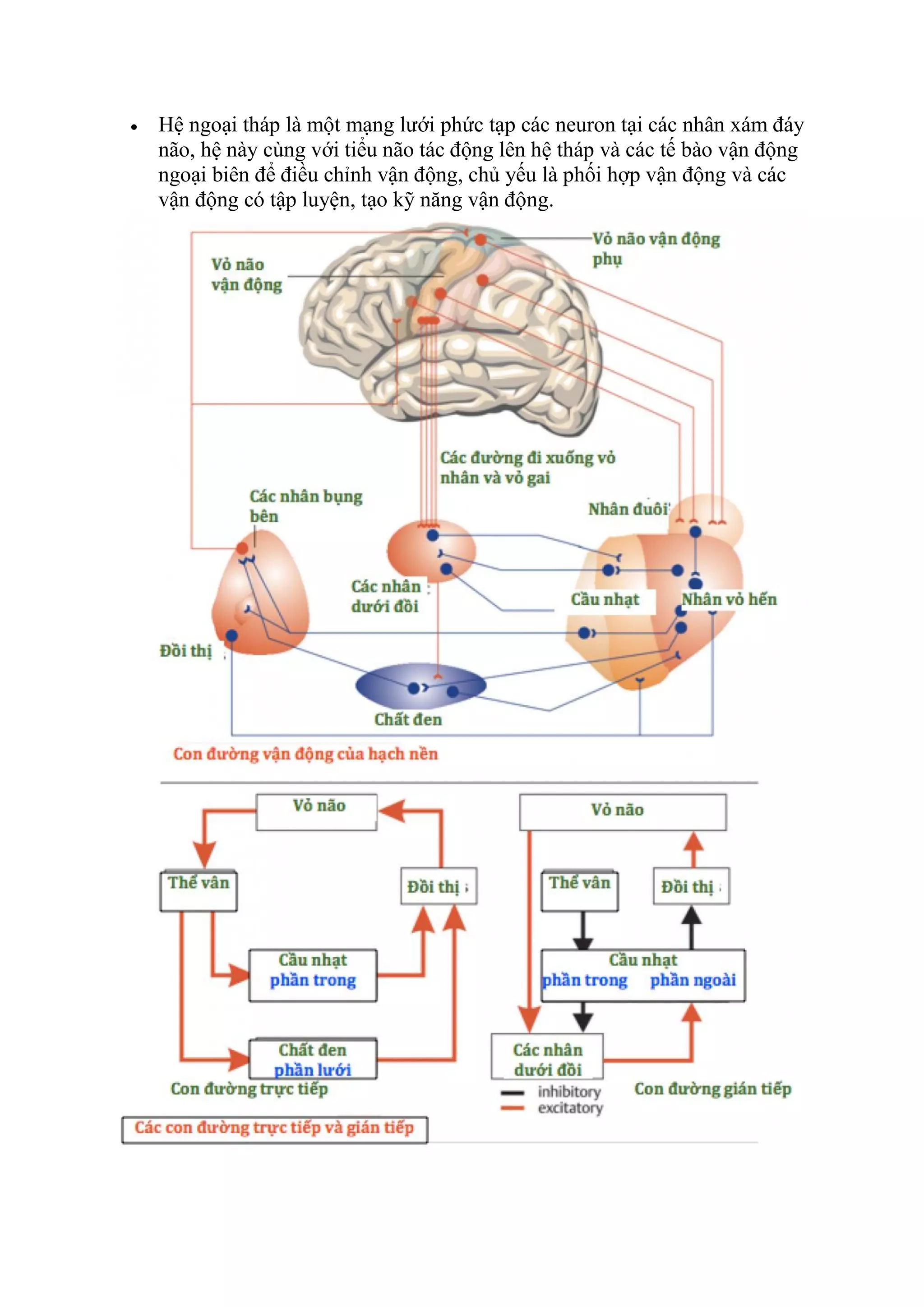 Sinh ly t kinh con duong van dong-cam giac | PDF