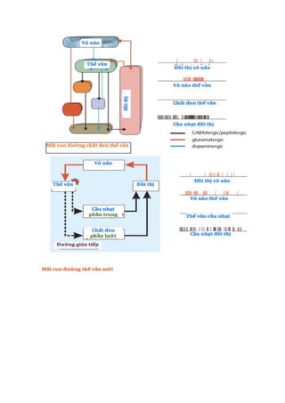 Sinh ly t kinh con duong van dong-cam giac | PDF