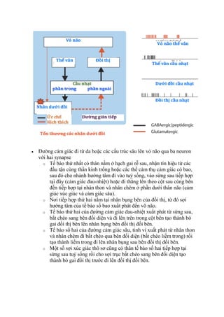 Sinh ly t kinh con duong van dong-cam giac | PDF