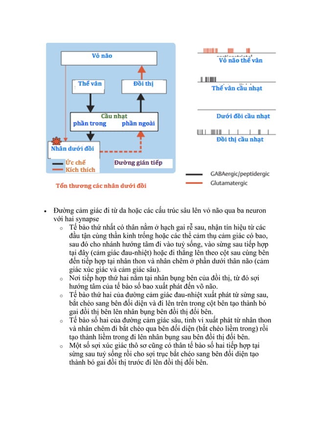 Sinh ly t kinh con duong van dong-cam giac | PDF