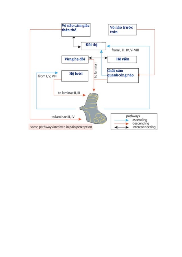 Sinh ly t kinh con duong van dong-cam giac | PDF