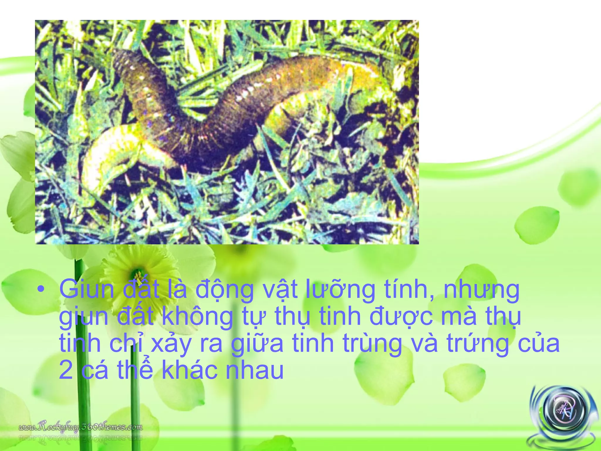 Sinh san huu tinh o dong vat | PPT
