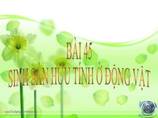 Sinh san huu tinh o dong vat | PPT