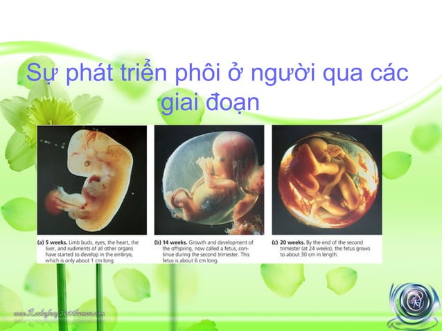 Sinh san huu tinh o dong vat | PPT