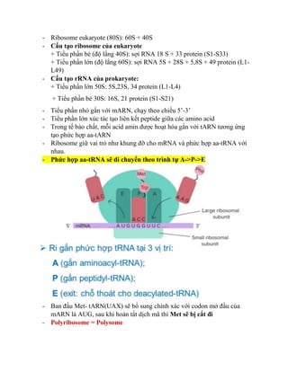 Sinh Tổng Hợp Protein | DOCX