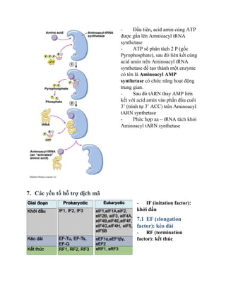 Sinh Tổng Hợp Protein | DOCX
