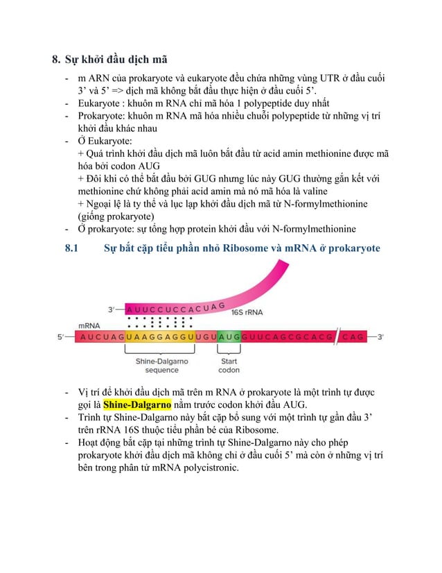 Sinh Tổng Hợp Protein | PDF