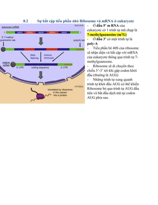 Sinh Tổng Hợp Protein | DOCX
