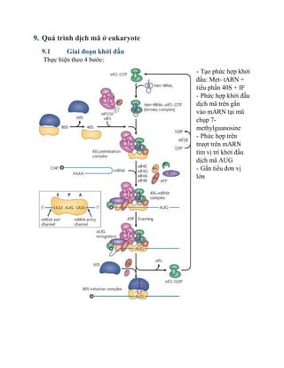 Sinh Tổng Hợp Protein | DOCX
