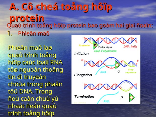 SINH HỌC TONG HOP PROTEIN SIÊU HAY.pptXX | PPT