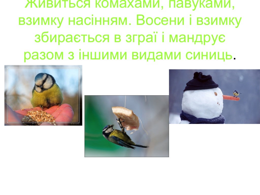 Sinichka