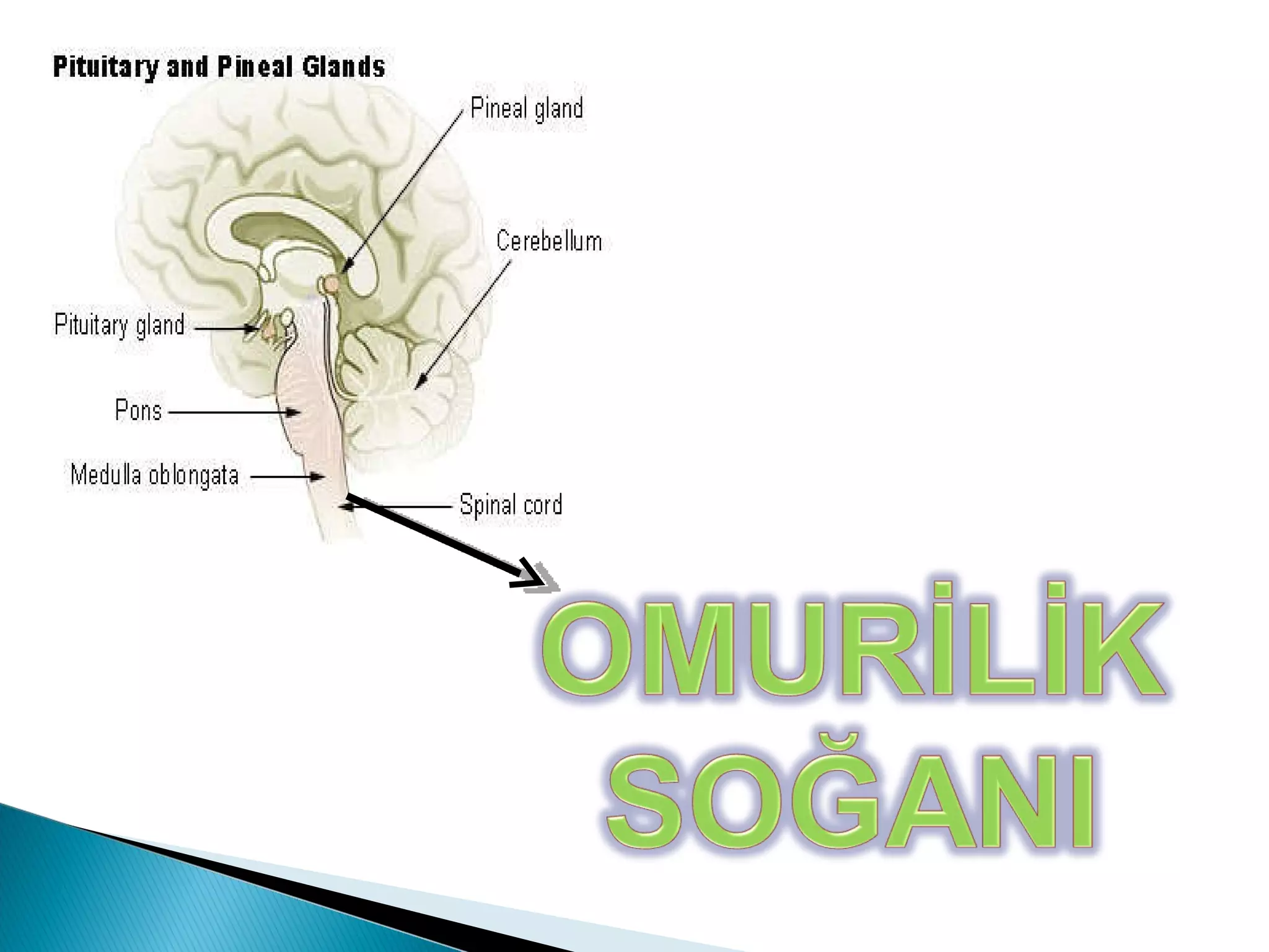 Sinir sistemi | PPT
