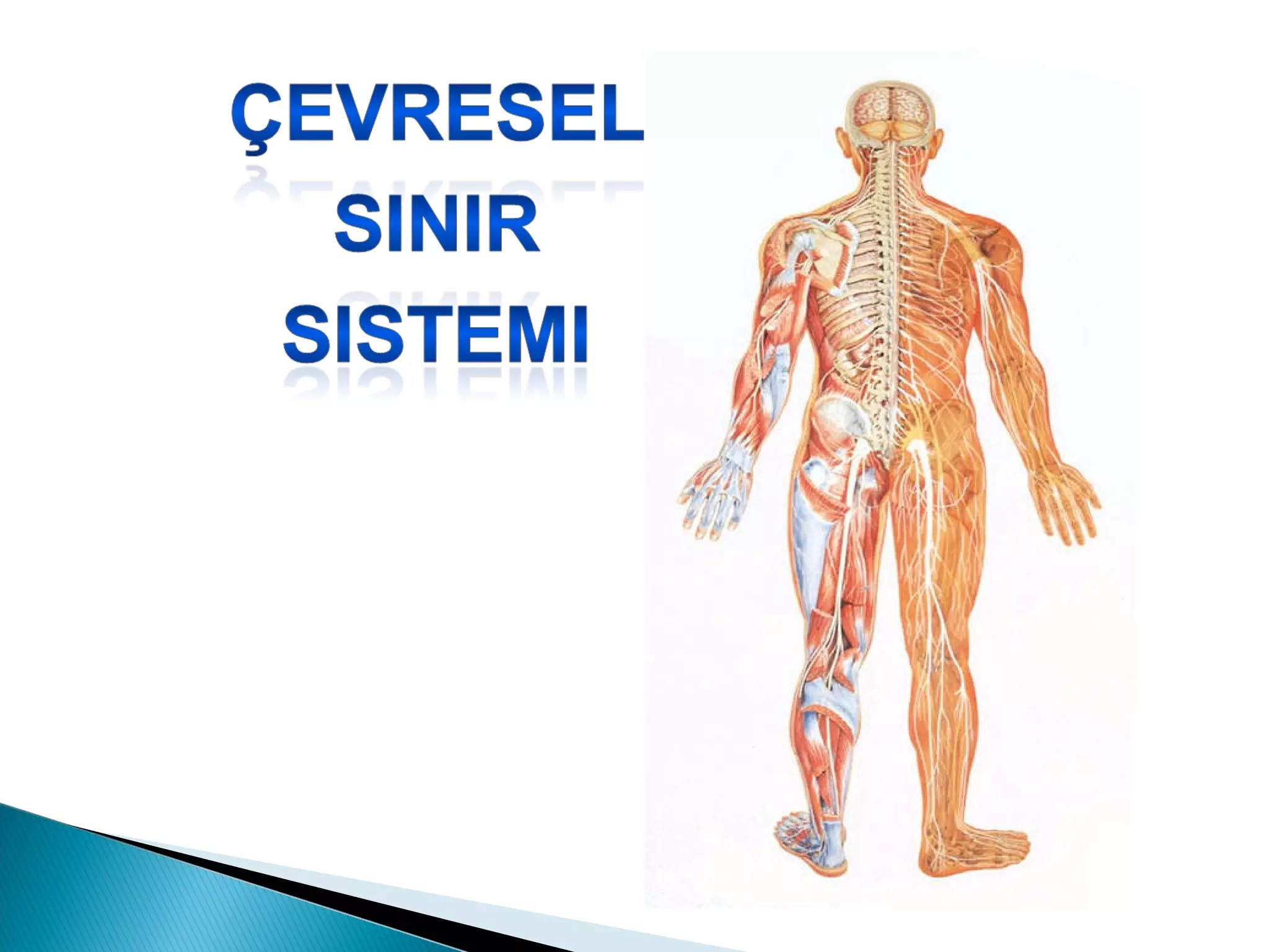 Sinir sistemi | PPT