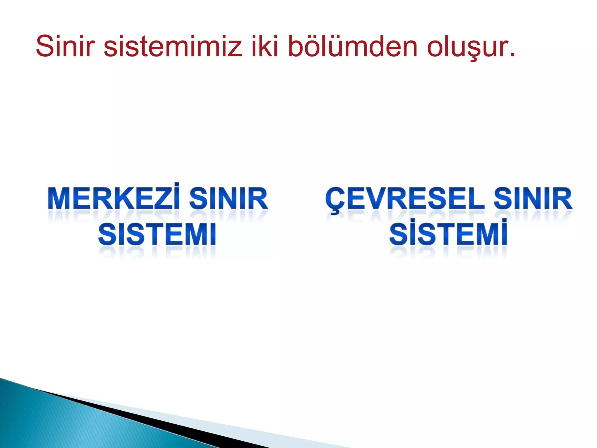 Sinir sistemi | PPT