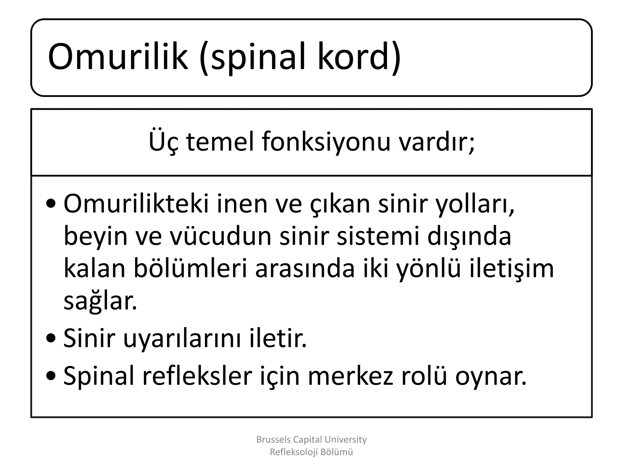 SİNİR SİSTEMİ ANATOMİSİ - Esat Başaran Akademi | PDF