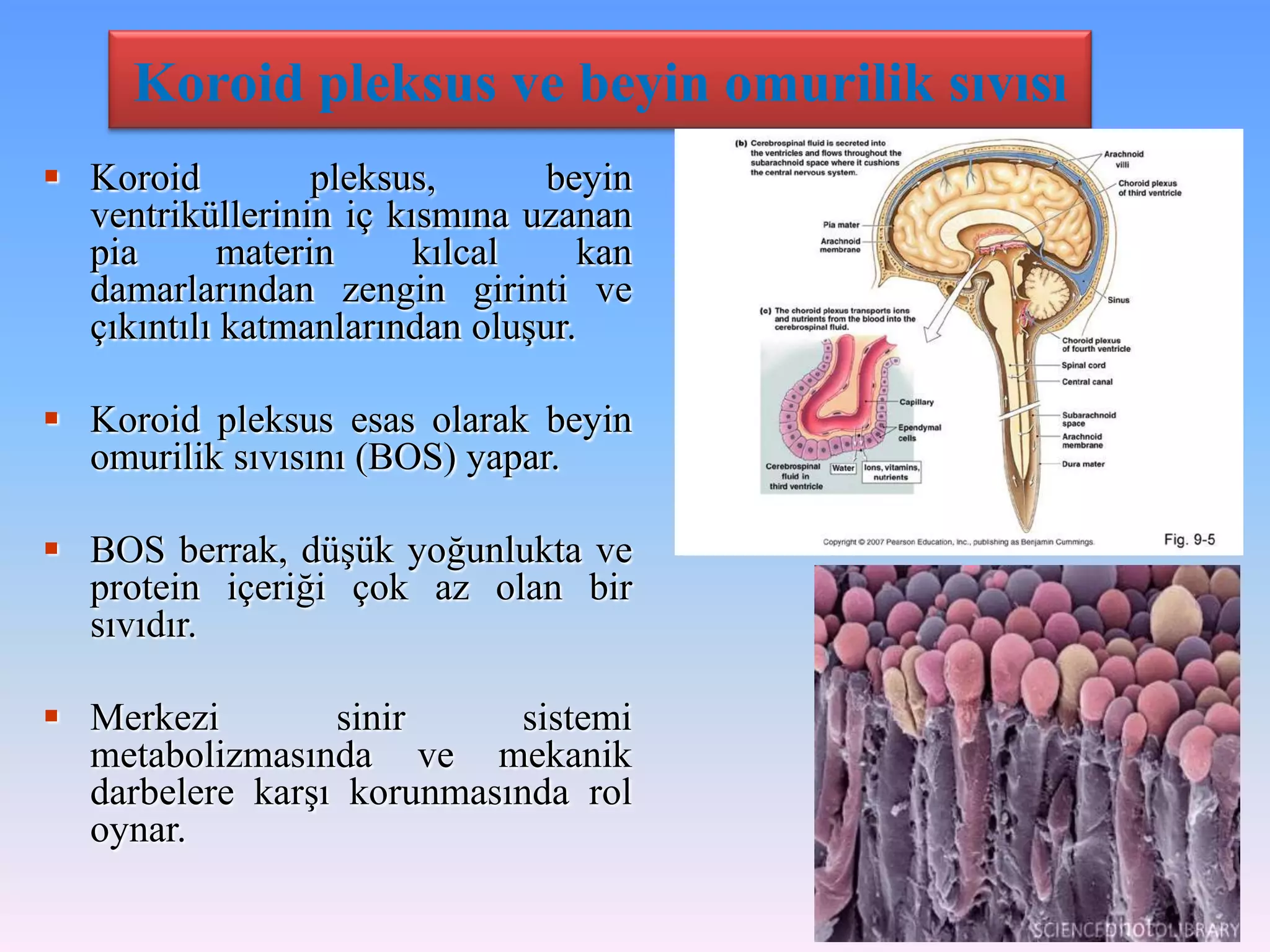Sinir sistemi histolojisi | PPTX