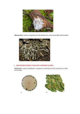 Morfología y clasificación de los hongos | PDF