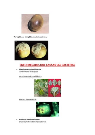 Morfología y clasificación de los hongos | PDF