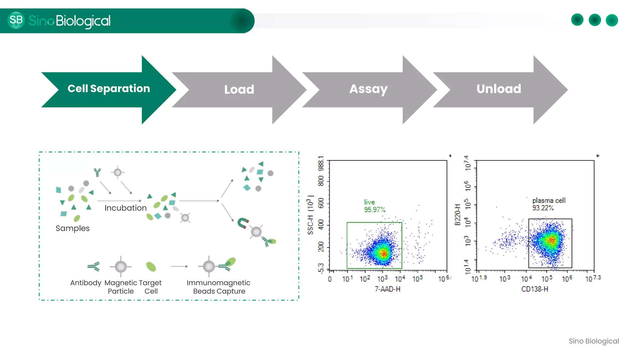Antibody Discovery by Single B Cell Screening on Beacon® | PDF