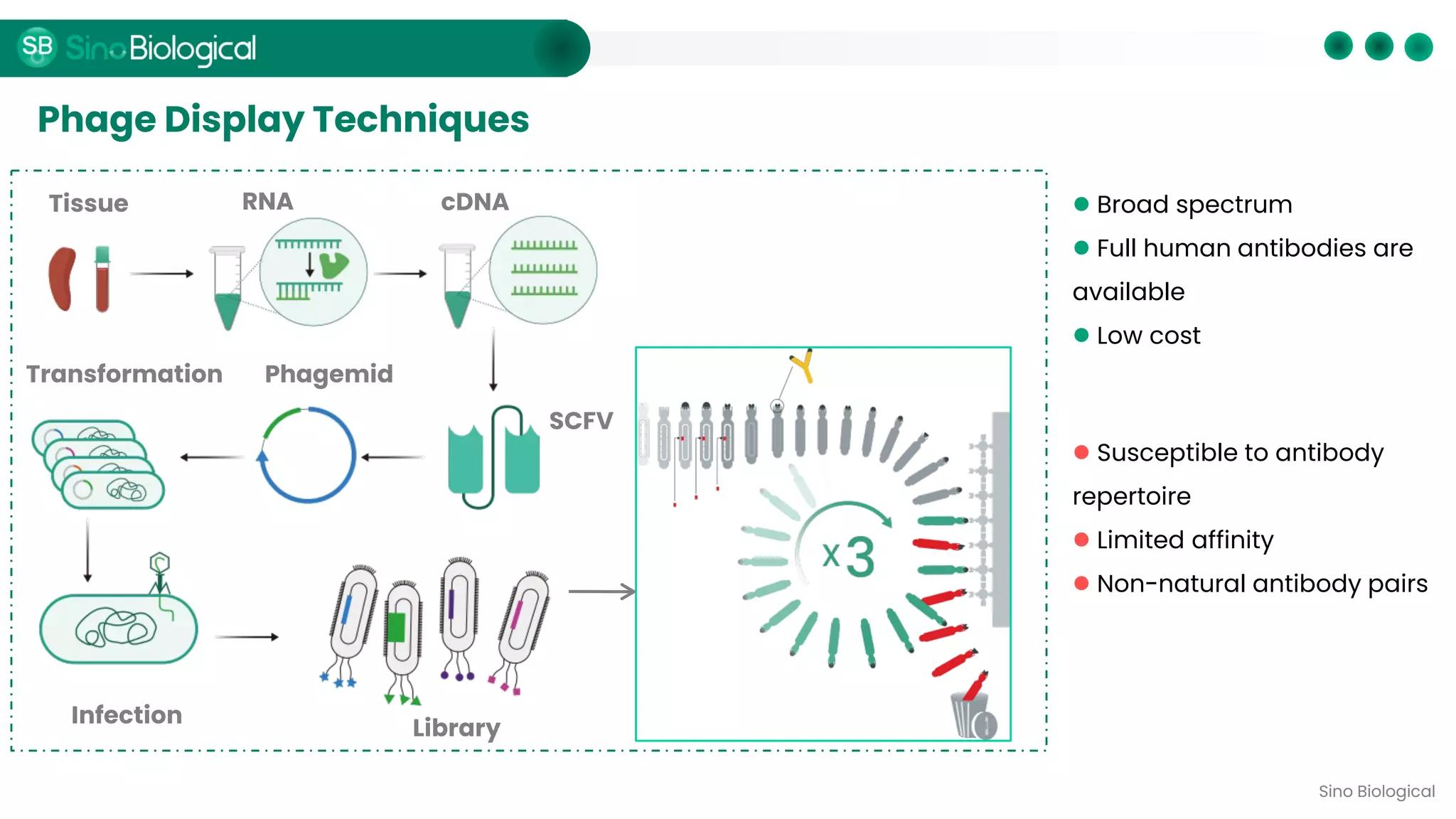 Antibody Discovery by Single B Cell Screening on Beacon® | PDF
