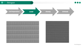 Antibody Discovery by Single B Cell Screening on Beacon® | PDF