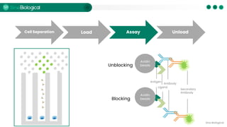 Antibody Discovery by Single B Cell Screening on Beacon® | PDF