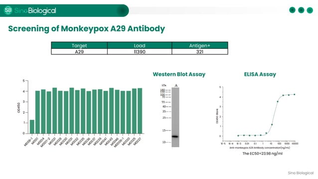 Antibody Discovery by Single B Cell Screening on Beacon® | PDF