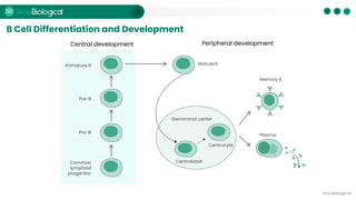 Antibody Discovery by Single B Cell Screening on Beacon® | PDF