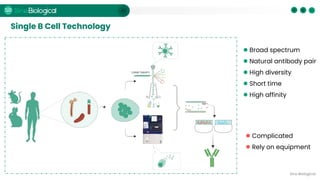 Antibody Discovery by Single B Cell Screening on Beacon® | PDF