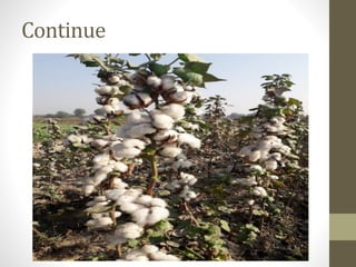 Cotton Breeding Program in Climate Change Scenario: Challenges and ...