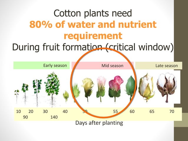 Cotton Breeding Program in Climate Change Scenario: Challenges and ...