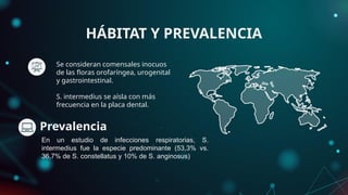 Streptococcus intermedius-presentación y explicación | PPTX