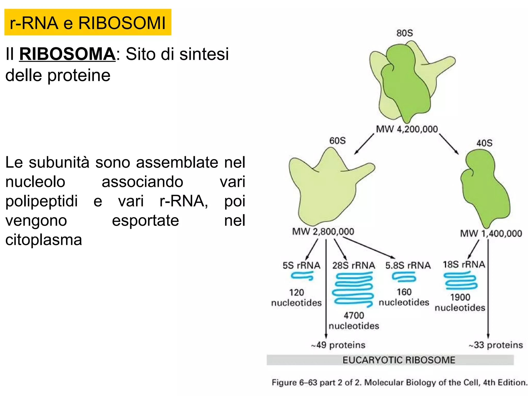 Sintesi Proteica | PPT