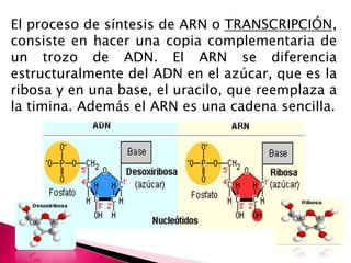 Sintesis arn (1) | PPTX
