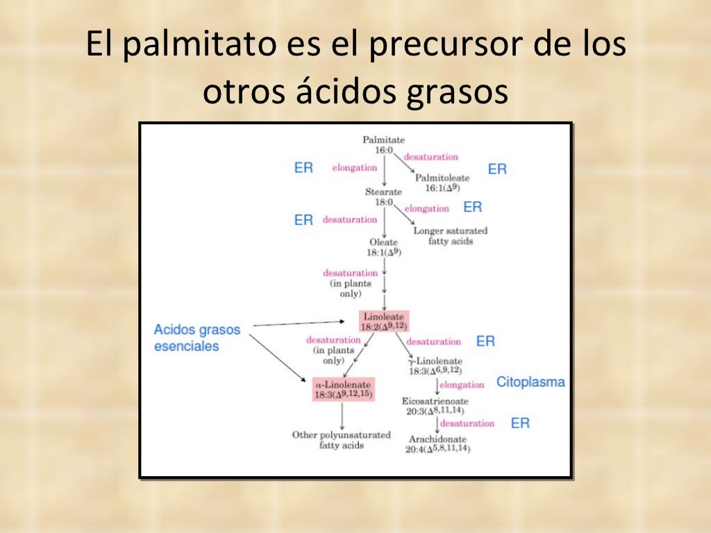 Sintesis de ácidos grasos Sintesis de ácidos grasos