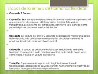 Sintesis de hormonas tiroideas | PPTX