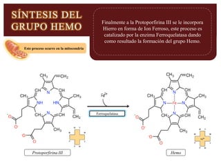 Sintesis del grupo hemo | PDF