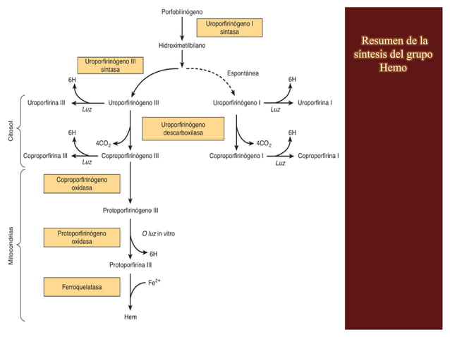 Sintesis del grupo hemo