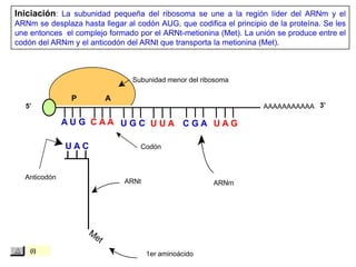 Sintesis de proteinas | PPTX