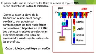 Sintesis de proteinas | PPTX